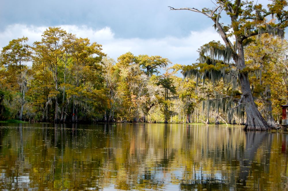 THE BAYOU Will Bite Back - Last Movie Outpost