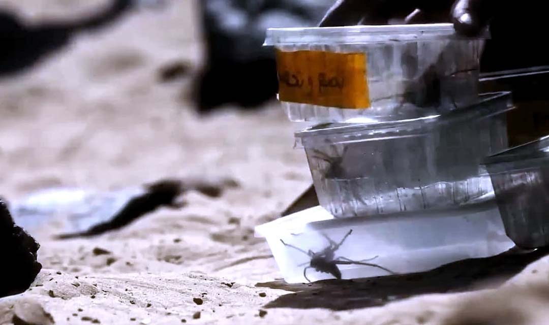 Review: INFESTED (VERMINES) - Last Movie Outpost