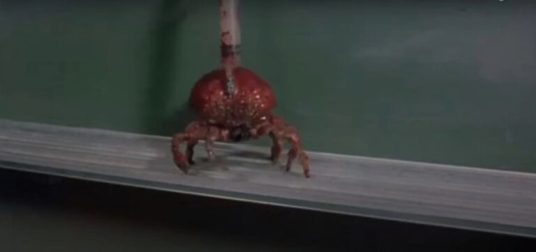 Giant Spider Movie Review: TICKS (1993) - Last Movie Outpost